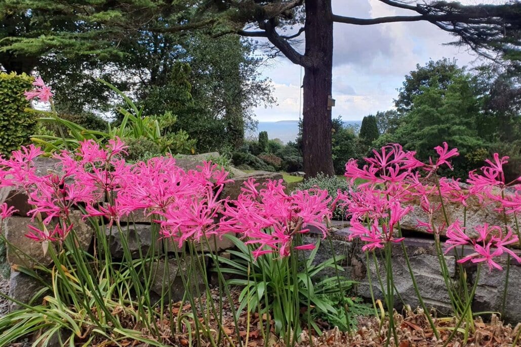 Autumn flowering bulbs store